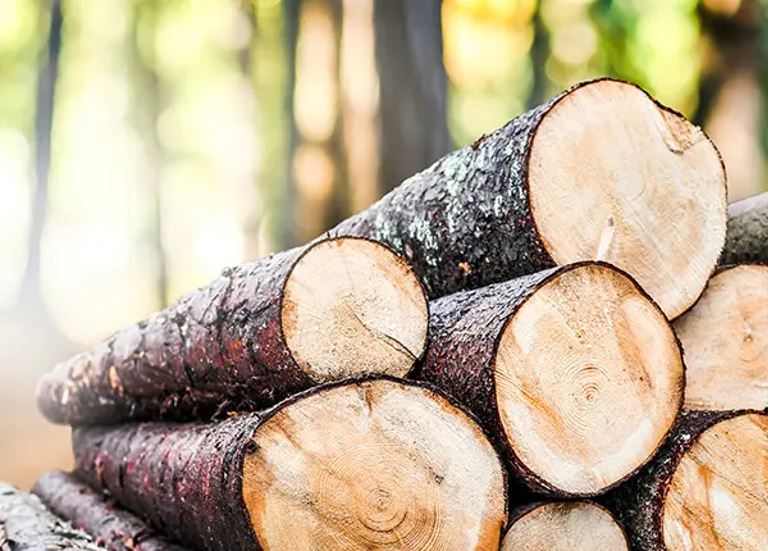 Forestry Insurance Solutions